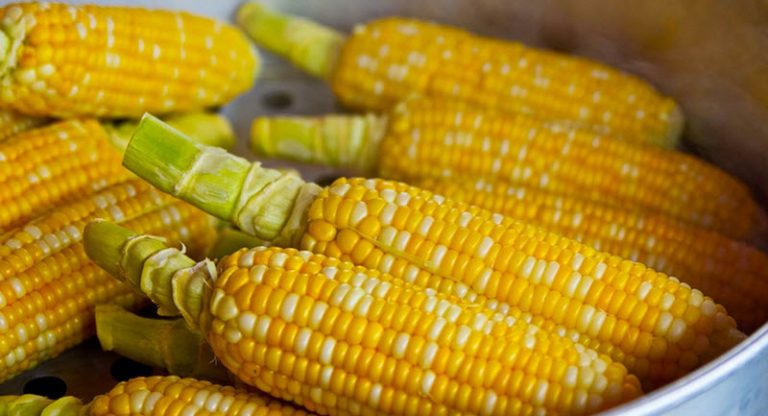 Corn Commodity Trading